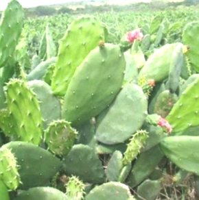 Bioma Caatinga - fauna, flora, ecologia - Toda Biologia